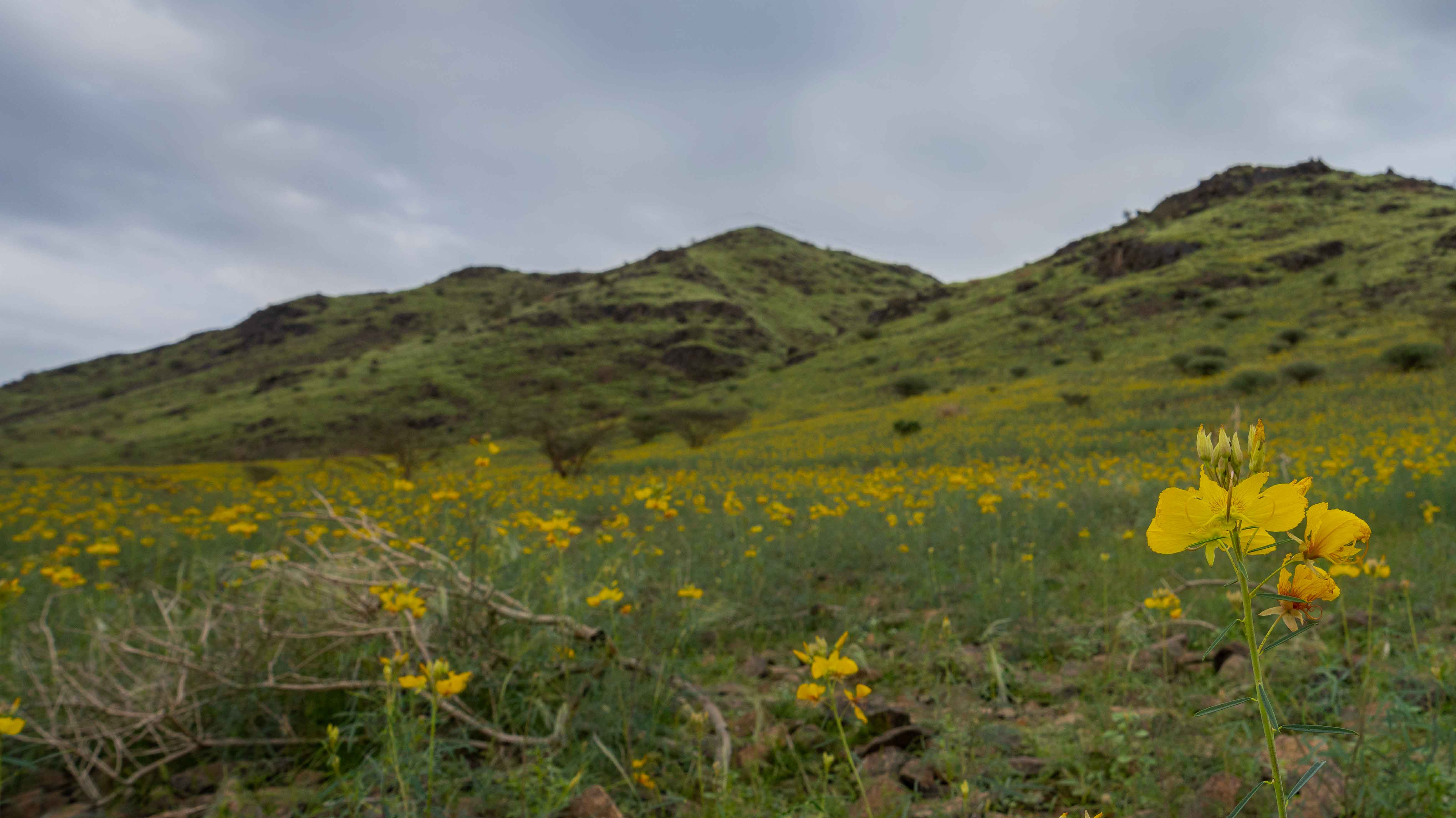 المركز الوطني لتنمية الغطاء النباتي ومكافحة التصحر