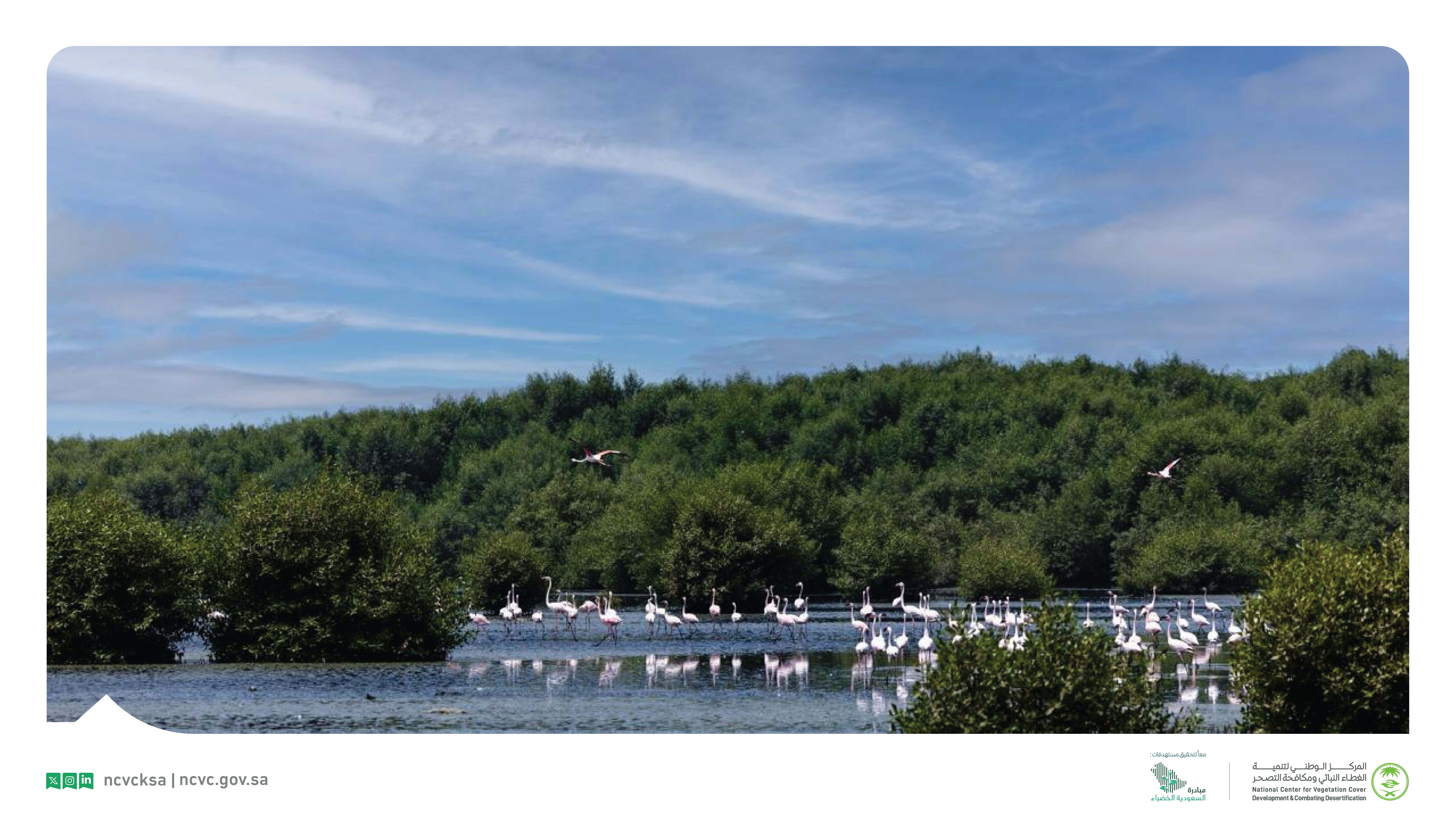 "الغطاء النباتي" يعزز ازدهار غابات المانجروف على سواحل المملكة بزراعة ...