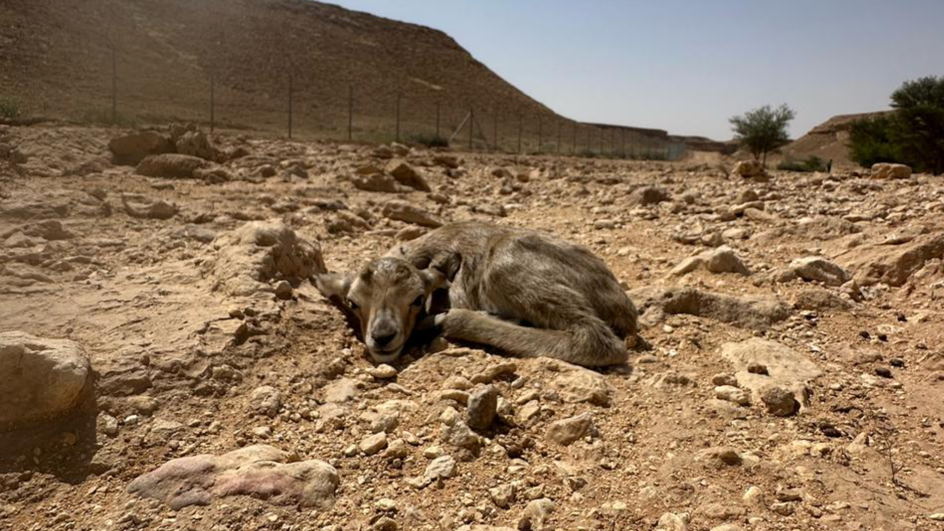 10 Reem Gazelles Born in Al-Ghat National Park