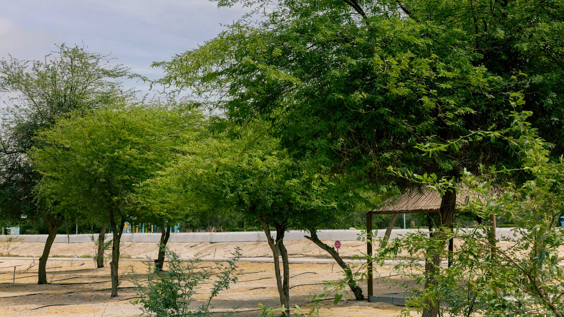 Investment Opportunity in Part of King Abdulaziz Park – Balqarn Province