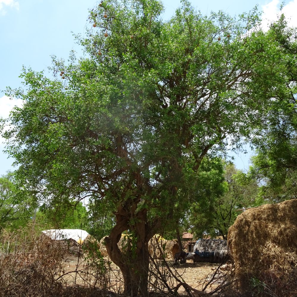 Salvadora persica L