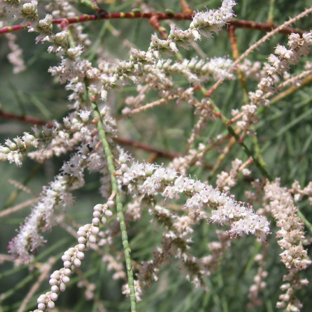 Tamarix aphylla (L.) H.Karst