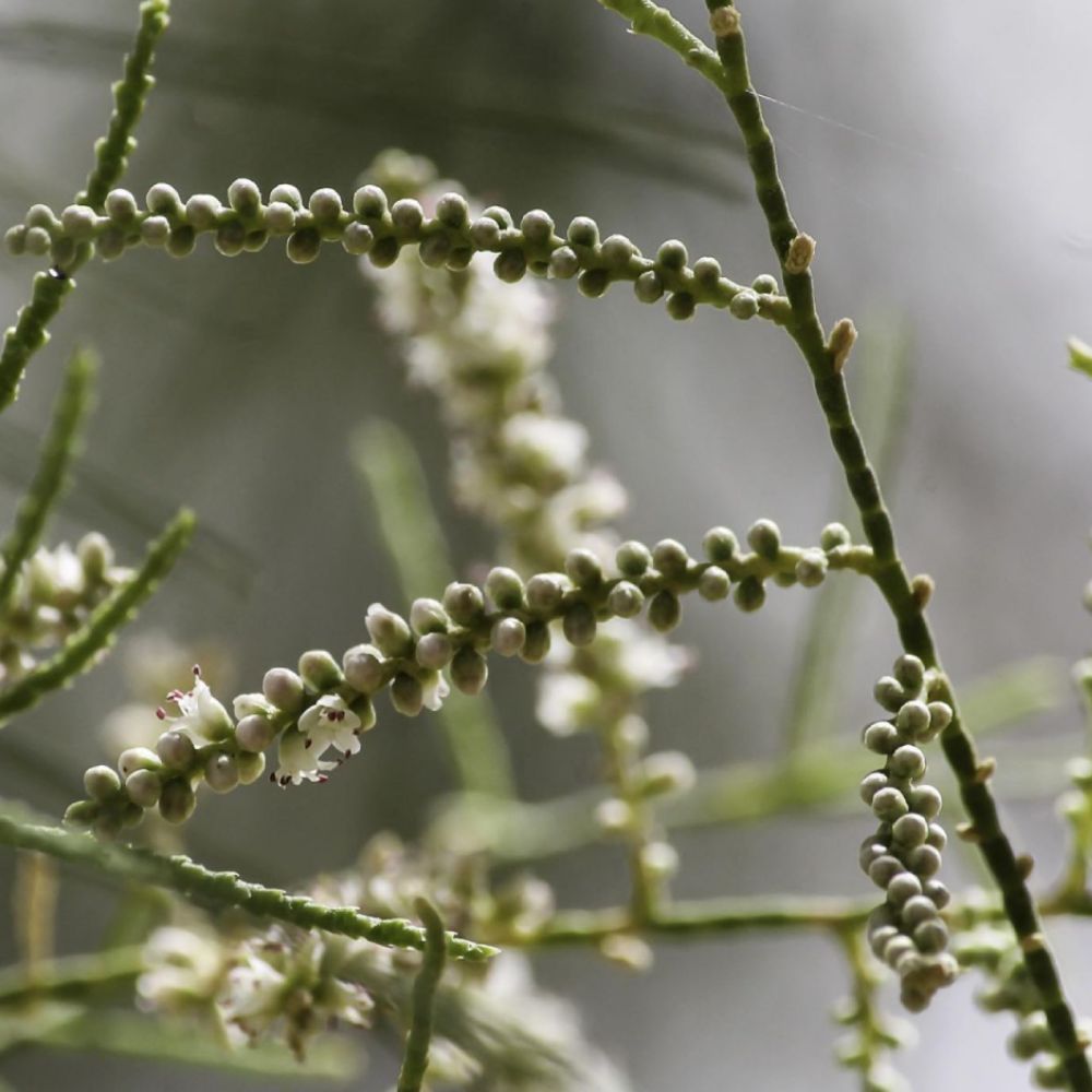 Tamarix aphylla (L.) H.Karst